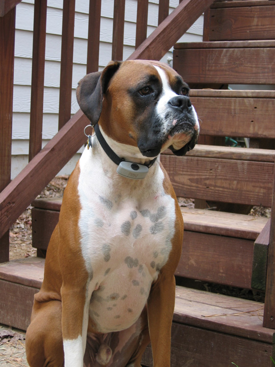 Chucho San Andres - The best boxer dog in Atlanta