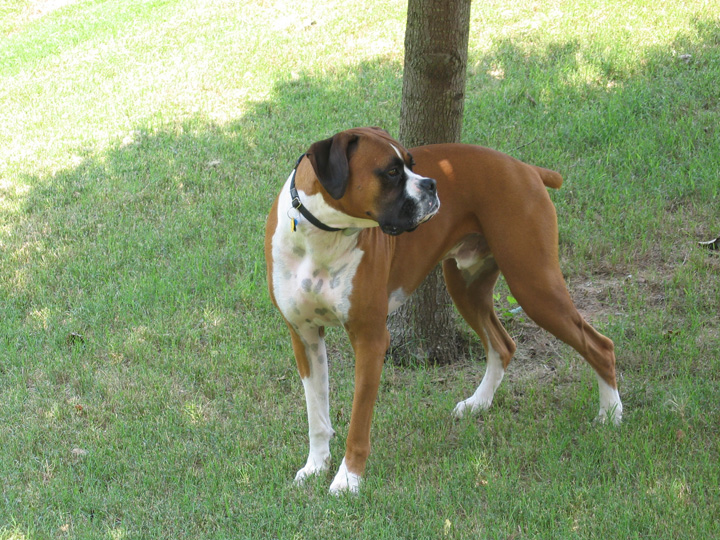 Chucho San Andres - The best boxer dog in Atlanta