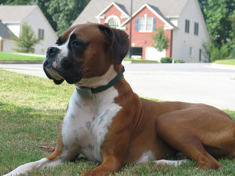 Chucho San Andres - The best boxer dog in Atlanta