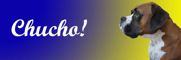 Chucho San Andres - The best boxer dog in Atlanta